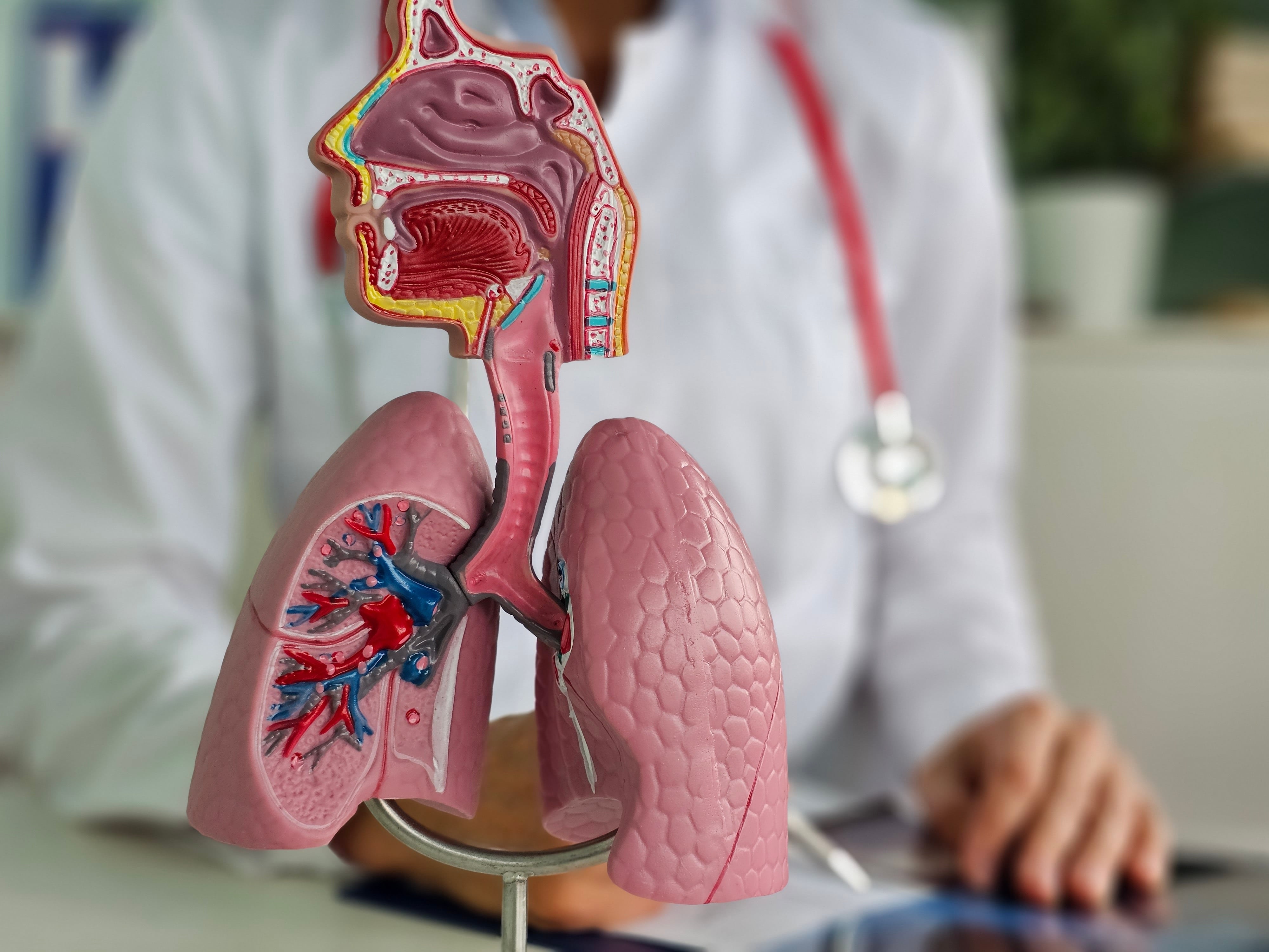 Normal Respiratory Rate for Adults: Understanding the Standard Range ...